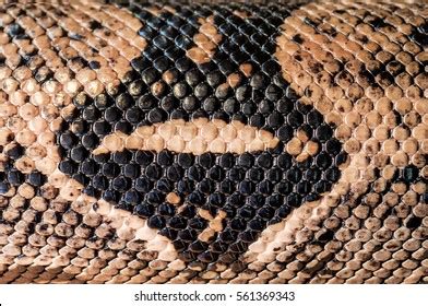 Python Skin Texture Stock Photo Edit Now