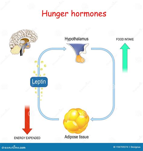 Ghrelin And Leptin Cartoon Vector 59125617