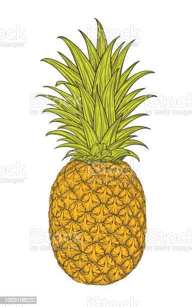 손으로 그린 장식 파인애플입니다 양식에 일치 시키는 다채로운 과일 여름 봄 배경 자연 컬렉션입니다 벡터 일러스트 레이 션 질감에 대한 스톡 벡터 아트 및 기타 이미지