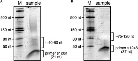 Primer Extension And 3 0 Adapter Ligation Results Page Analysis Of
