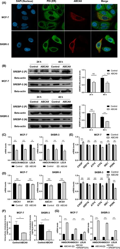 Abca9 Suppresses Cancer Cell Proliferation Through Inhibition Of