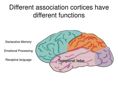 Ppt Association Cortex Asymmetries And Cortical Localization Of