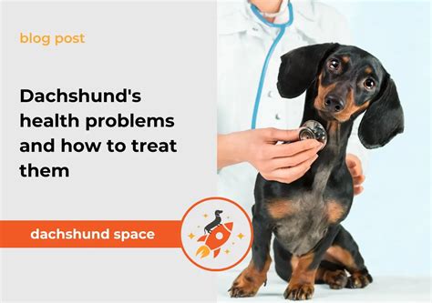 Dachshund Coat Colors And Patterns Chart Photos Rare Colors Guide