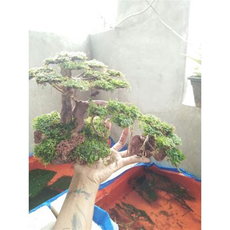 Jual Bonsai Aquascape Shopee Indonesia