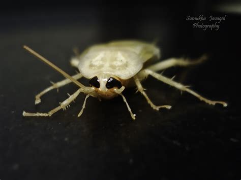 Freshly Molted Cockroach Project Noah