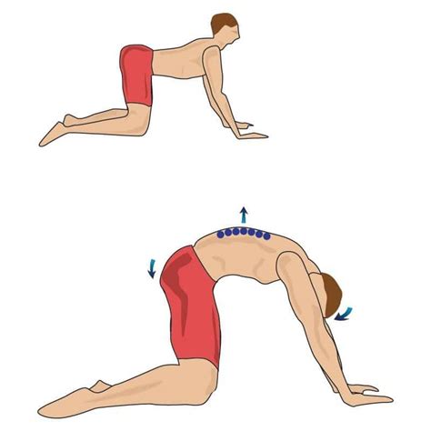Cat Arch Back Stretch Docpods
