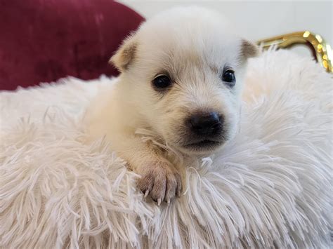 믹스견 다 사모예드특징 스피츠특징 시바견특징 시베리안허스키특징 시츄특징 요크셔테리어특징 웰시코기특징 이탈리아그레이하운드특징 치와와특징 코카스파니엘특징 폼스키특징 폼치특징