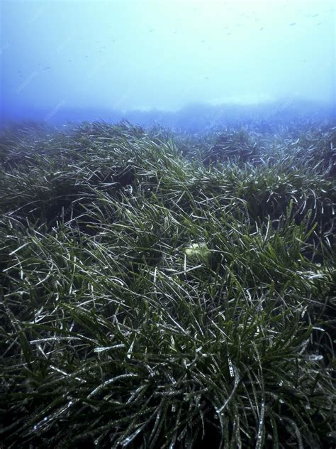 Premium Photo Sea Grass Underwater Green Sea Grass