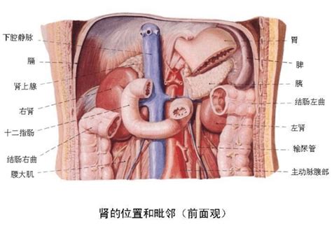盲肠位置 放气 位置图 大山谷图库