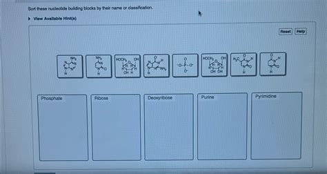 Solved Sort These Nucleotide Building Blocks By Their Name