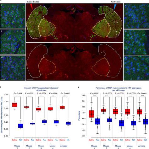 Na Induces A Reduction In Mhtt Aggregates In R62 Mice The Effect Of Na