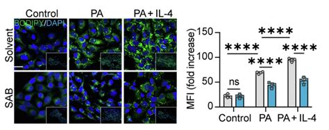 如何解读细胞免疫荧光图？