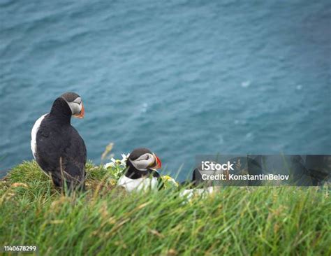 대서양의 서핑 물 위에 잔디 절벽 위에 서 있는 3 개의 대서양 퍼 핀 과 아래로 보이는 0명에 대한 스톡 사진 및 기타 이미지 Istock