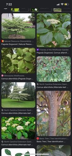 Shrubs Flashcards Quizlet