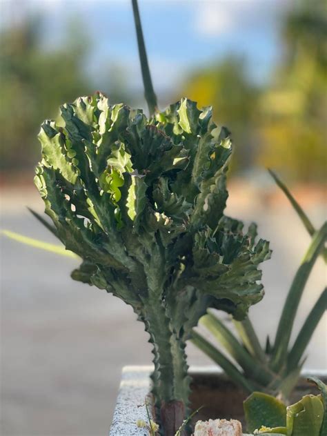 ភោជនីយថ្ថាន នេះគេហៅប្រទាលអី Facebook