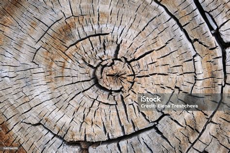 오래 된 나무 줄기 그루터기 거친 나무 표면 둥근 단면 평면도 자연 배경 사진 질감 오래된 나무입니다 목재 통나무 나무를 자르십시오 0명에 대한 스톡 사진 및 기타 이미지