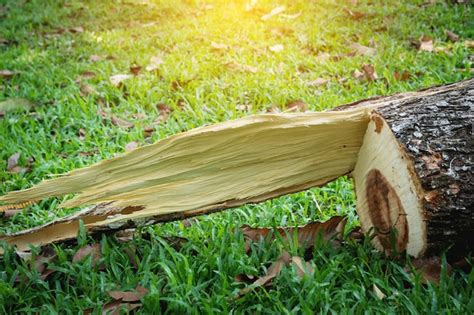 Premium Photo Tree Stump After A Tree Was Cut Down In The Park