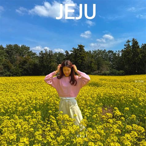 제주 유채꽃 명소 시기 4월 제주도 여행 항파두리 항몽유적지 네이버 블로그