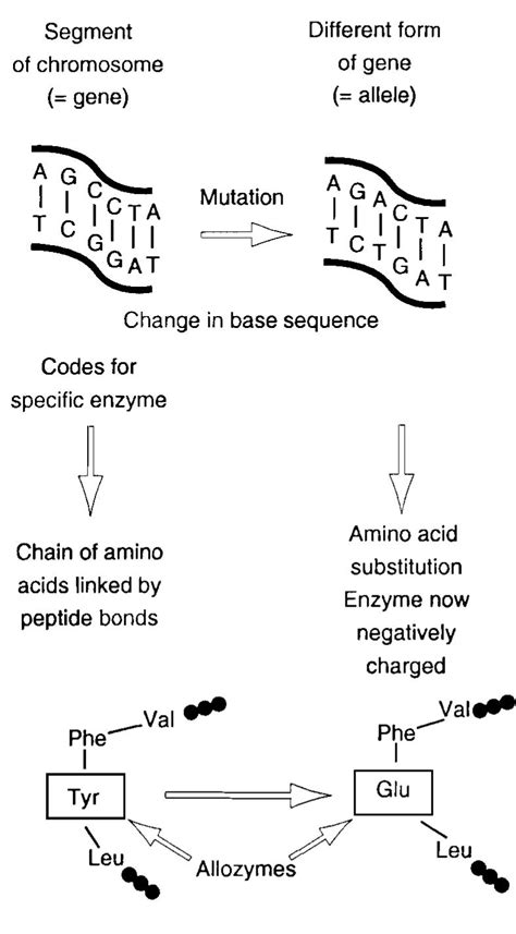 Diagrammatic Representation Of Enzyme Synthesis And Origin