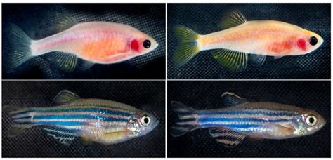 The Zebrafish Phenotype Expression Used In This Experiment Is