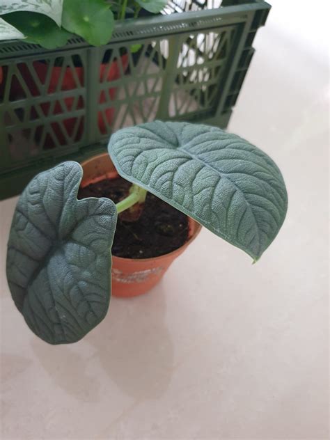 Alocasia Melo Furniture And Home Living Gardening Plants And Seeds On