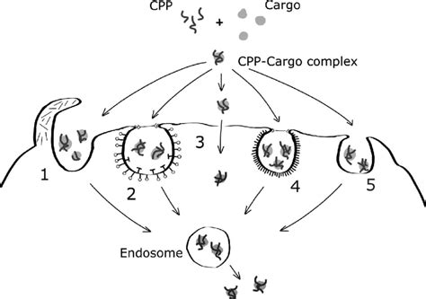 Internalisation And Intracellular Trafficking Of Cpp Cargo Complexes