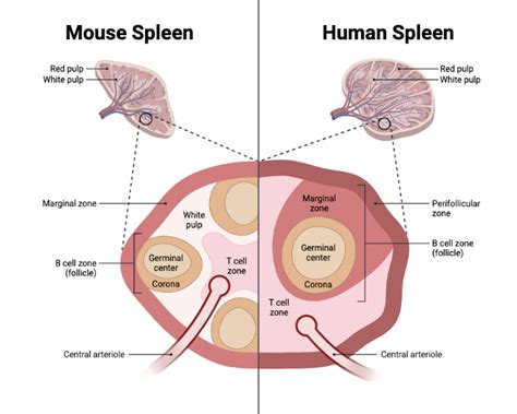 mouse vs human spleen architecture biorender science templates
