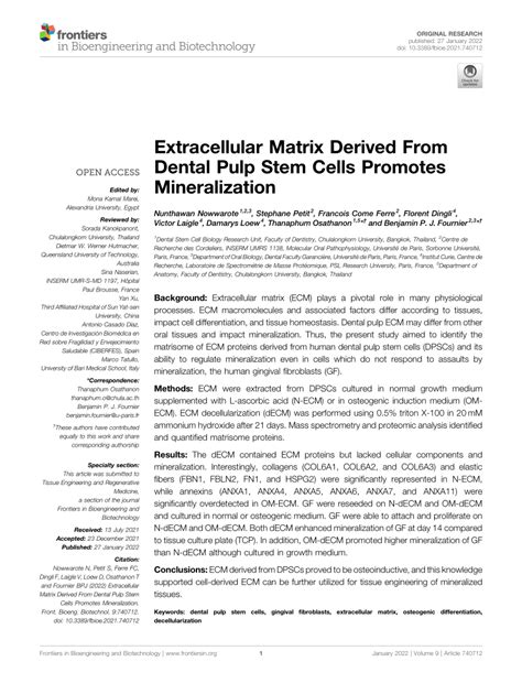 Pdf Extracellular Matrix Derived From Dental Pulp Stem Cells Promotes Mineralization