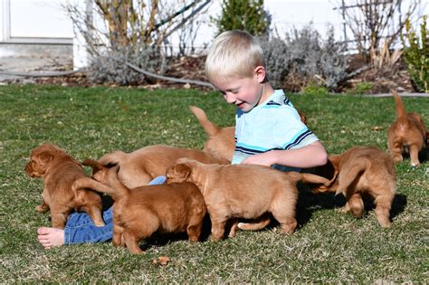 Field Bred Golden Retrievers Field Bred Golden Retriever Blog