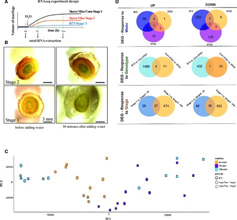 Rnaseq Analysis Was Performed To Understand Maize Aerial Roots