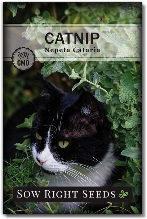 Amazon Com Sow Right Seeds Catnip Seed For Planting Popular Herb For Happy Cats Non GMO