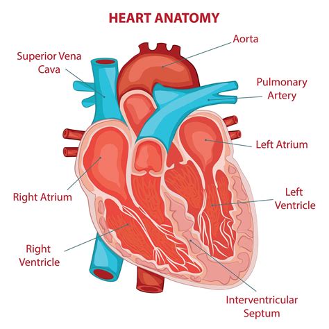 Heart Diagram Labeled And Functions