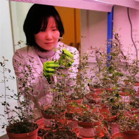 Xiaolin Wang Postdoc Researcher In Mälardalens University Doctor Of Philosophy Research