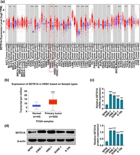 Setd1a Is Upregulated In Nasopharyngeal Carcinoma Cells A And B Download Scientific Diagram