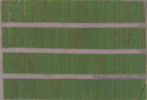 Update On 2014 Peanut Leaf Spot Fungicide Trials In Citra Fl