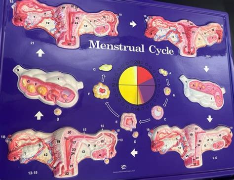 Model Flashcards Quizlet