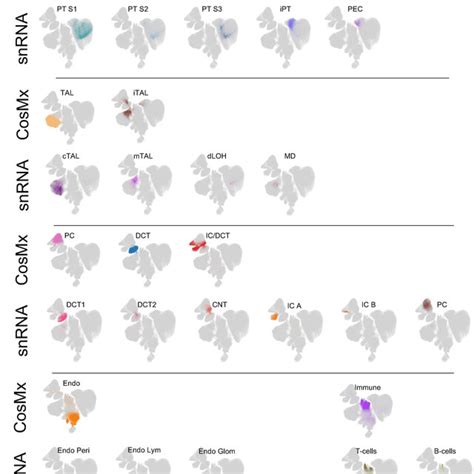 Cosmx Scvi Integration With Snrna Seq Data After Integrating With The Download Scientific