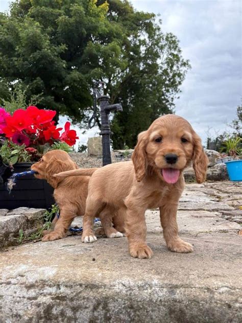 Cocker Spaniel Puppies For Sale From Private Sellers Under £665 Cocker Spaniel Owners