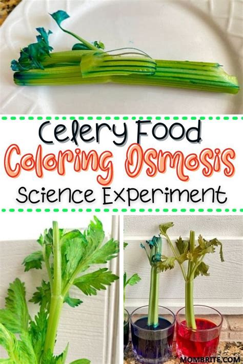 Celery And Food Coloring Science Experiment Food Science Experiments Science Experiments For
