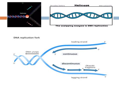 Dna Replication Ppt Biological Sciences Science