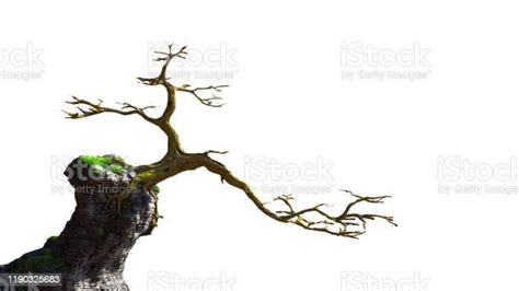 절벽에 오래된 나무 동화 판타지 스타일 흰색 배경에 고립 3차원 형태에 대한 스톡 사진 및 기타 이미지 3차원 형태 거친 건조한 Istock