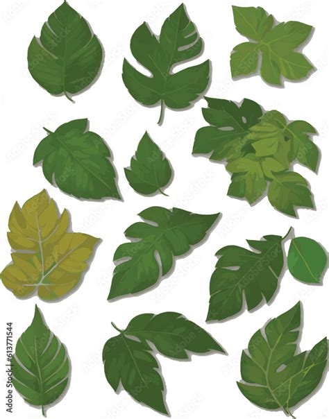 Green Leaves Isolated On White Vector No Background Luxury Exotic