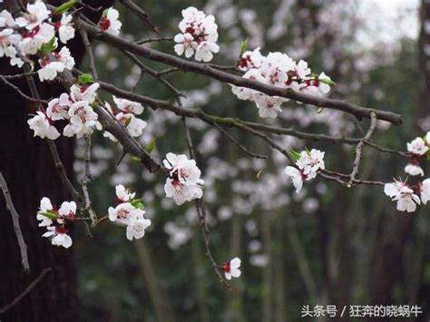 沾衣欲濕杏花雨 每日頭條