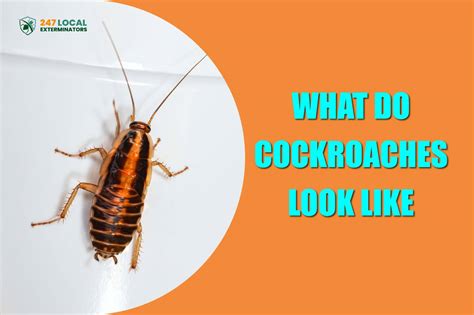 What Do Cockroaches Look Like 247localexterminators