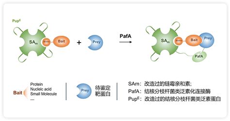 邻近标记技术平台 Spider 上海抗码芯瑞生物科技有限公司