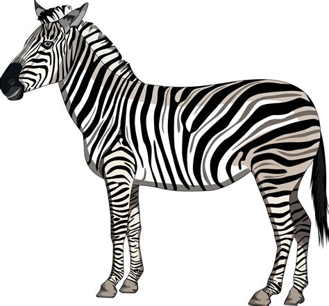 A Zebra Standing On A White Background Vector Illustration 13192509 Vector Art At Vecteezy