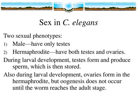 Sex Determination Ppt Download