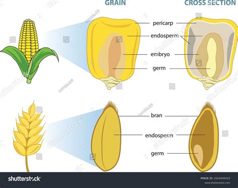 Illustration Whole Grains Cross Section Vector Stock Vector Royalty