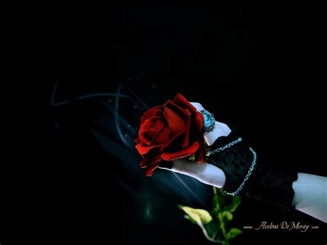 Картинка На Рабочий Стол Роза На Черном Фоне 66 фото