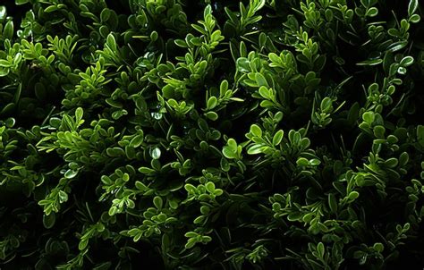 Premium Photo Fresh Green Grass Overhead View